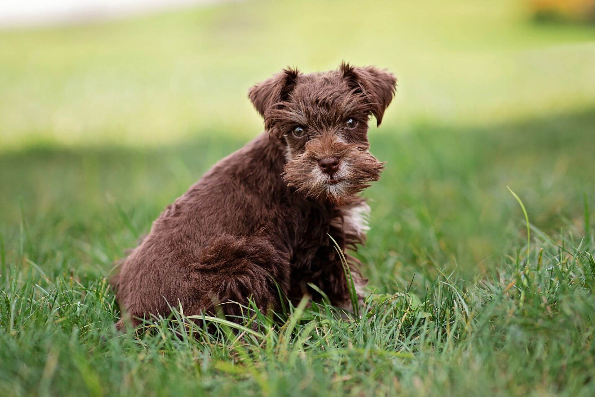 VCPR | Cypress Veterinary Clinic